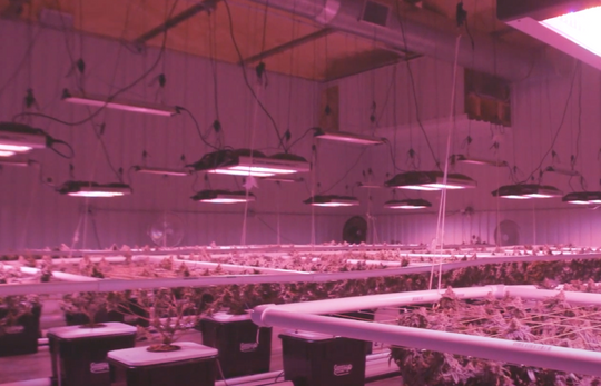 Made in USA LED Grow Lights | California LightWorks