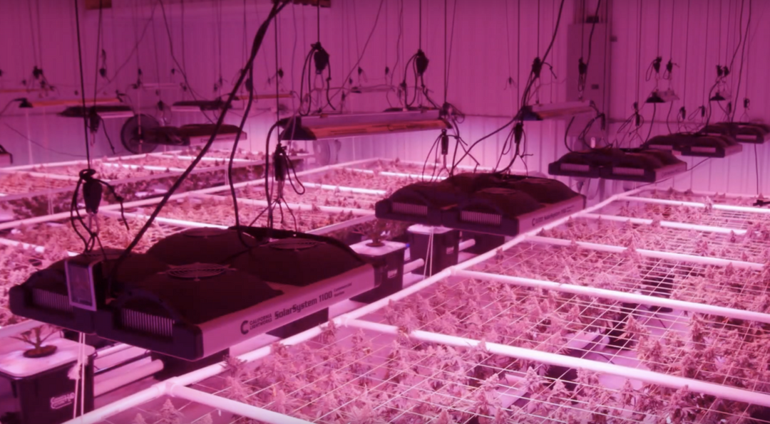 SolarSystem® 1100 UVB LED Grow Lights | California LightWorks